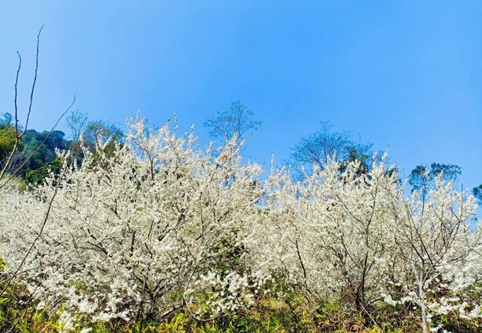 LỄ HỘI HOA LÊ NA HANG 2023 | Du Lịch Đại Phong